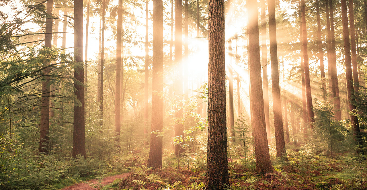 Sustainably Managed Forests | Galloways